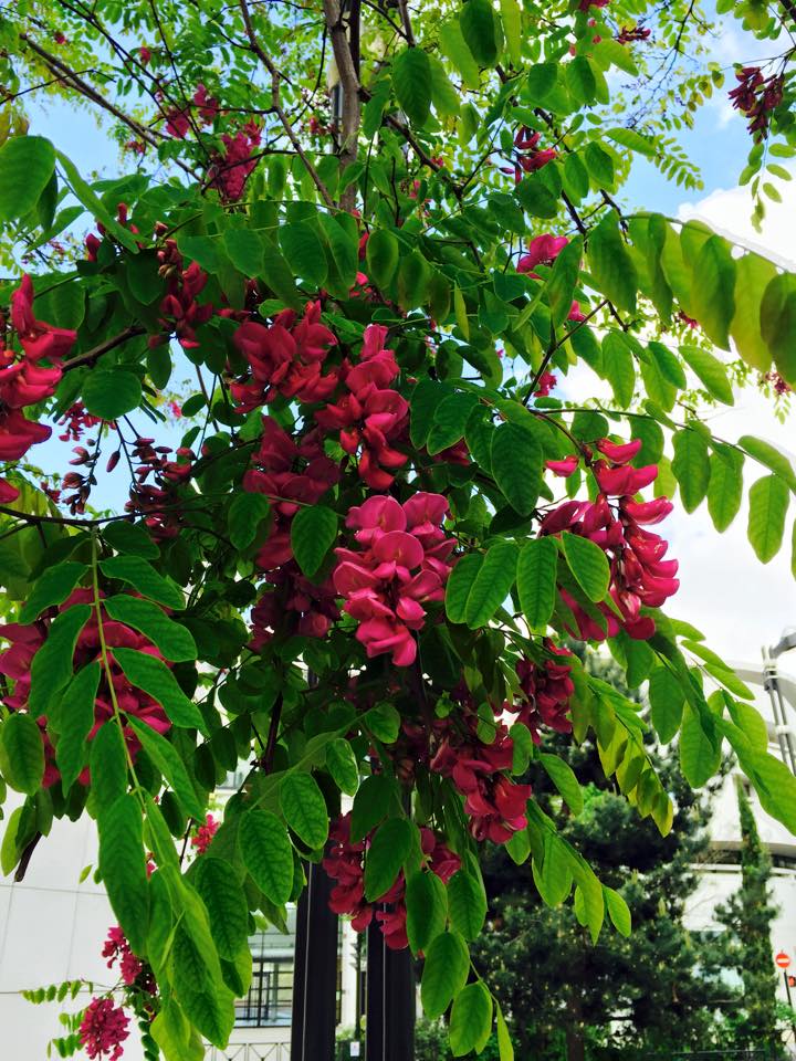 ROBINIA pseudoacacia 'Casque rouge' (Robinier rouge) - Les Plantes de Tonio
