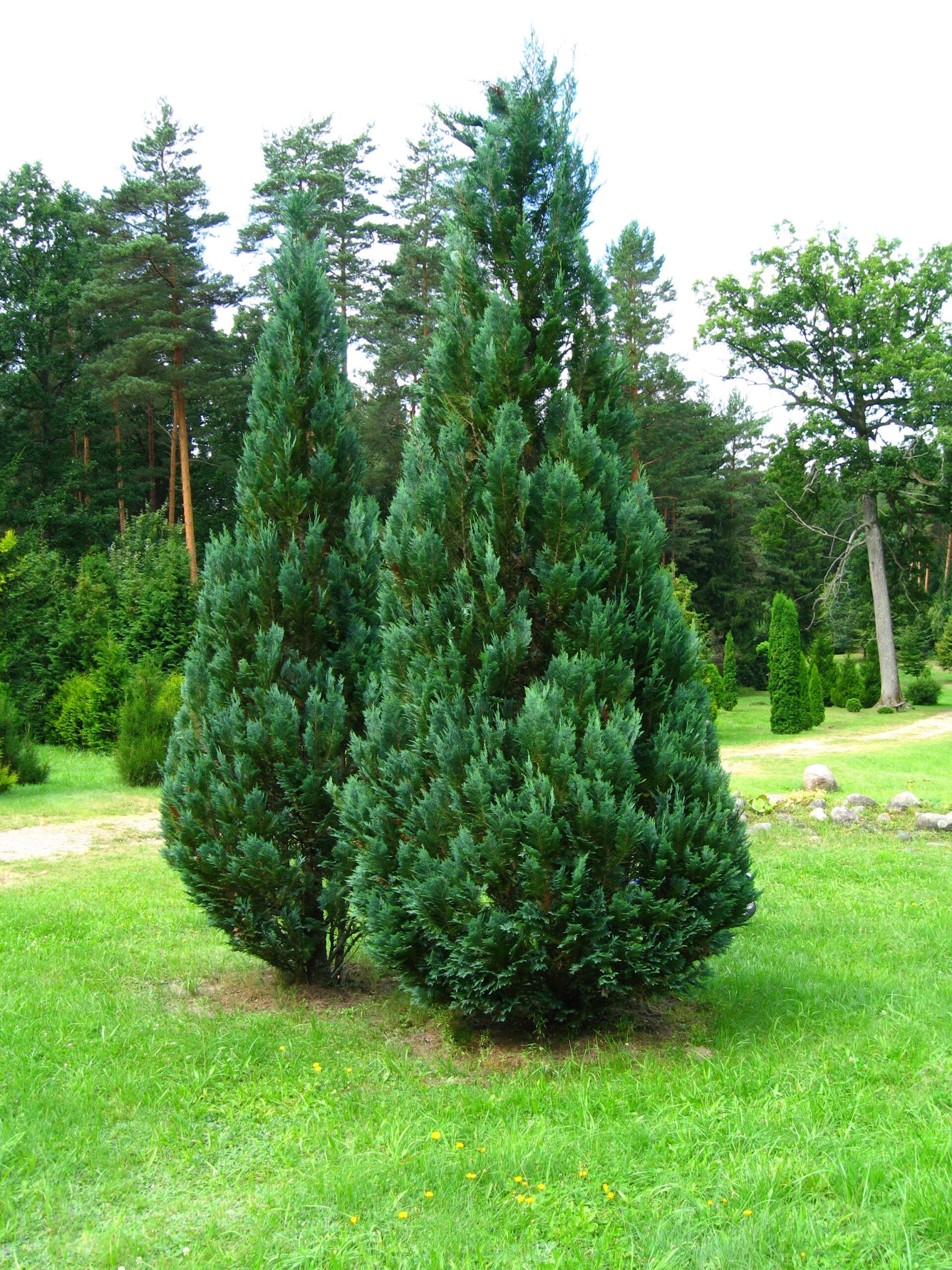 CHAMAECYPARIS lawsoniana 'columnaris' (Faux cyprès bleu) - Les Plantes ...