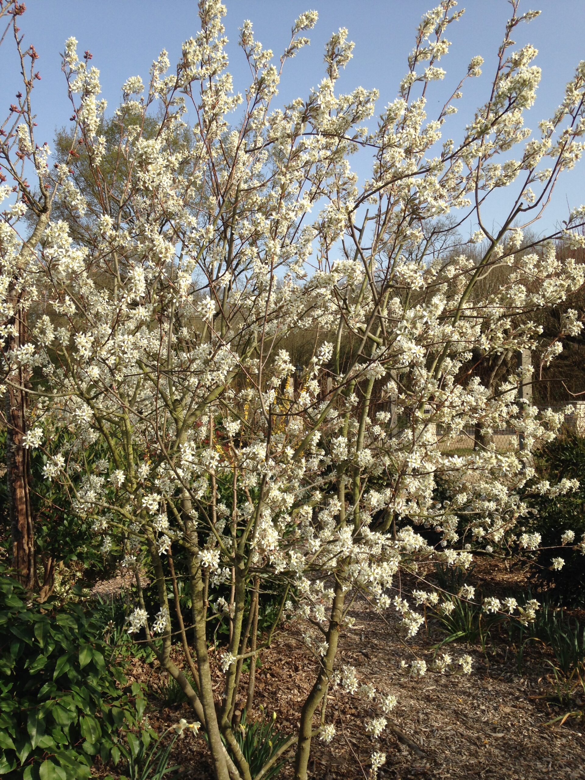 AMELANCHIER canadensis (Amélanchier du Canada) - Les Plantes de Tonio