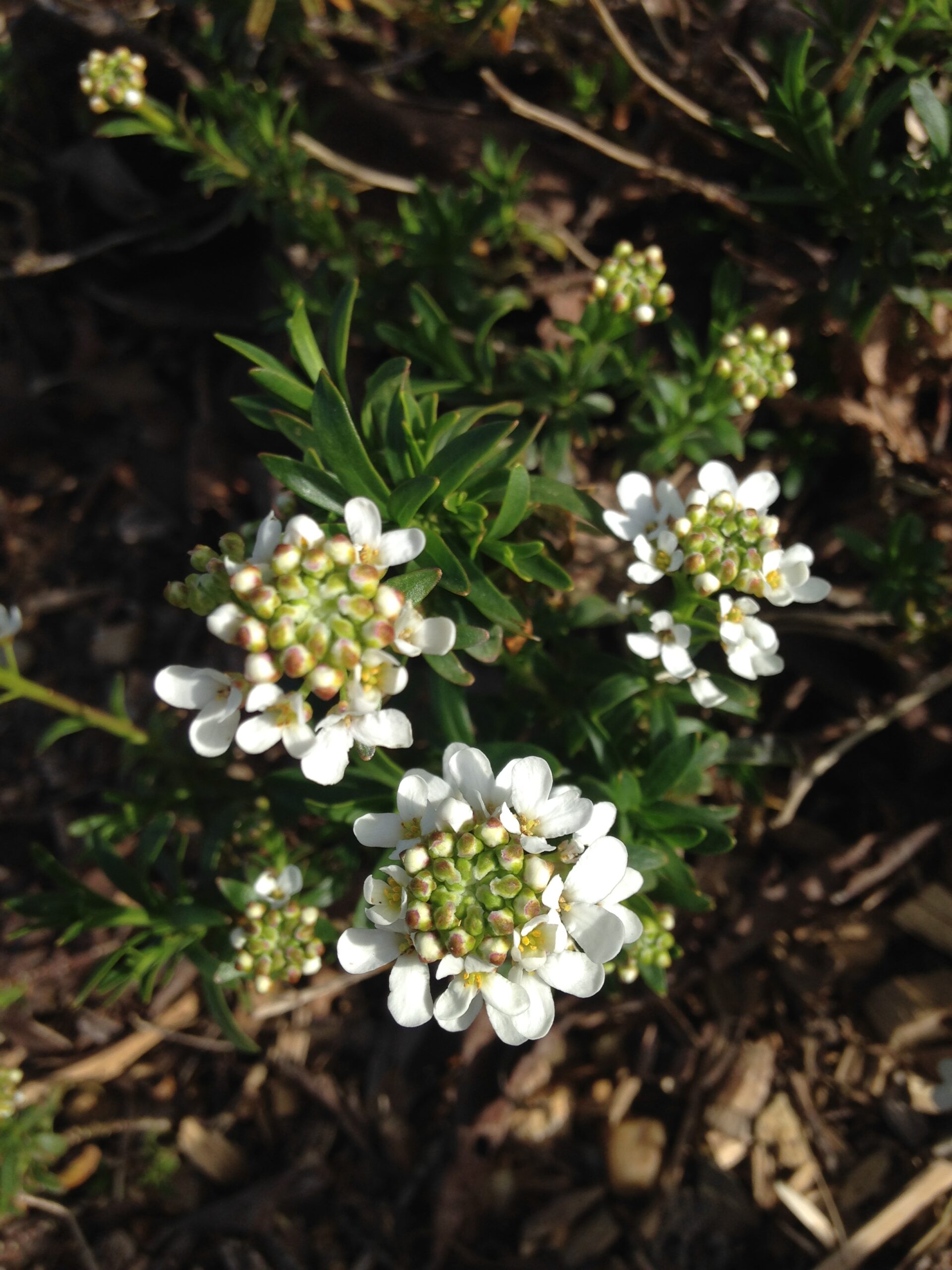 IBERIS sempervirens ‘Snowflake’ | Les Plantes de Tonio